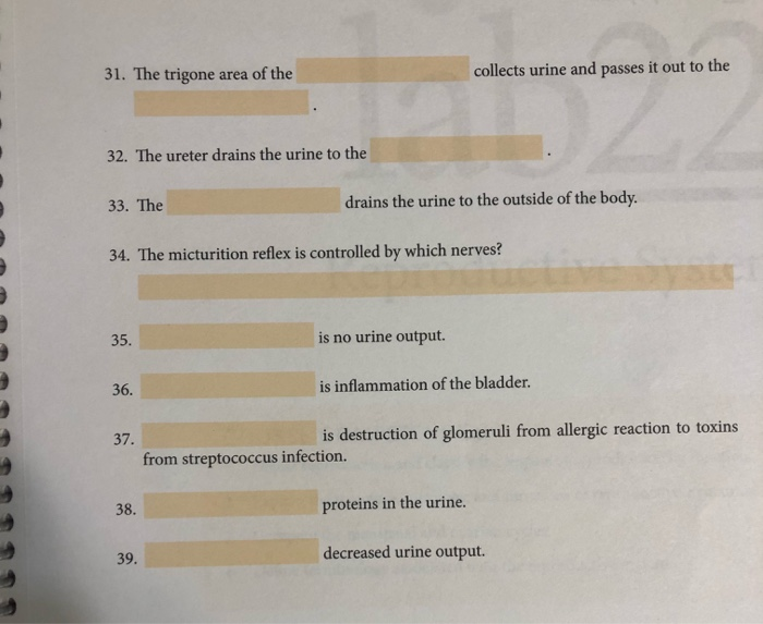 Solved 31. The trigone area of the collects urine and passes | Chegg.com