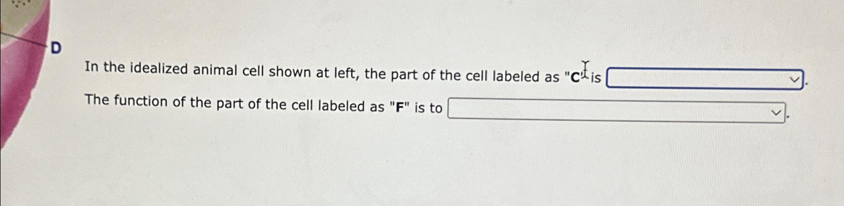 Solved D In the idealized animal cell shown at left, the | Chegg.com