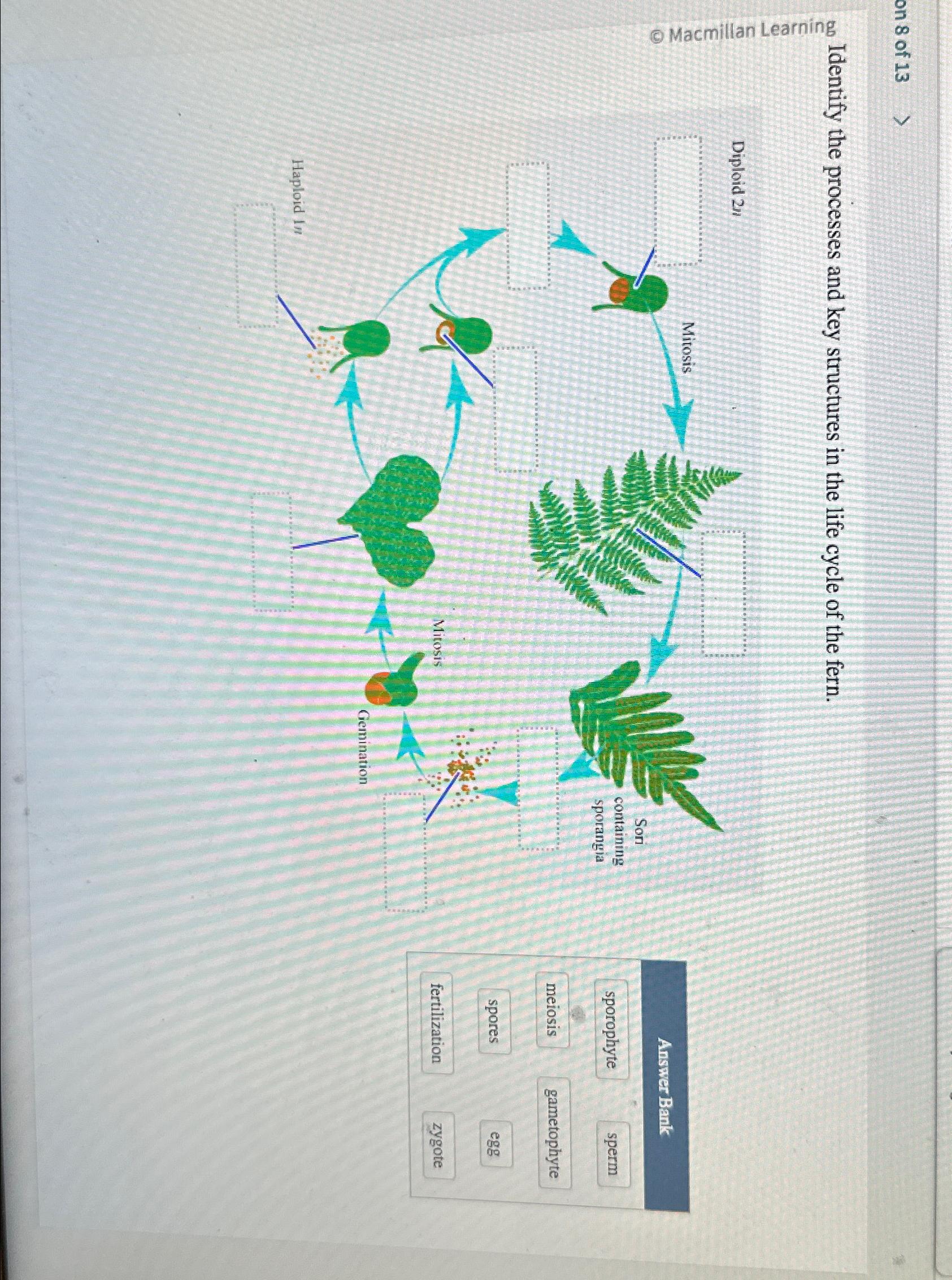 Solved on 8 ﻿of 13Identify the processes and key structures | Chegg.com