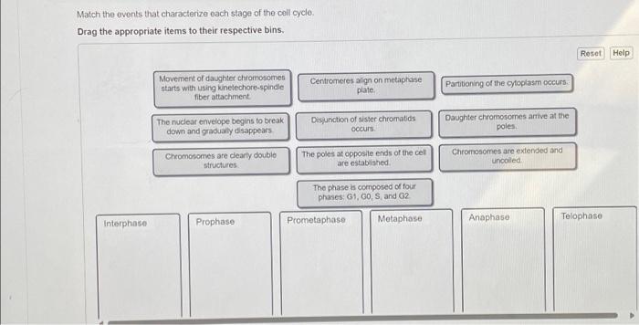 Solved Match the events that characterize each stage of the | Chegg.com
