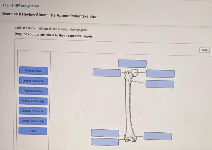 Label the bone markings in the diagram Drag the | Chegg.com