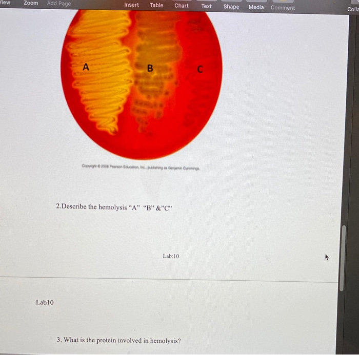 Solved View Zoom Add Page Insert Table Chart Text Shape | Chegg.com