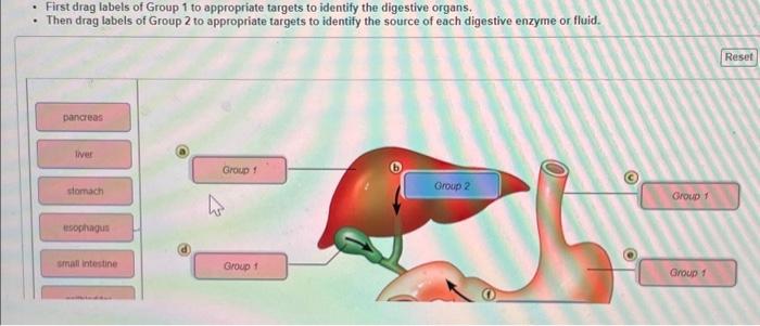 match the terms on the left to the picture please. | Chegg.com