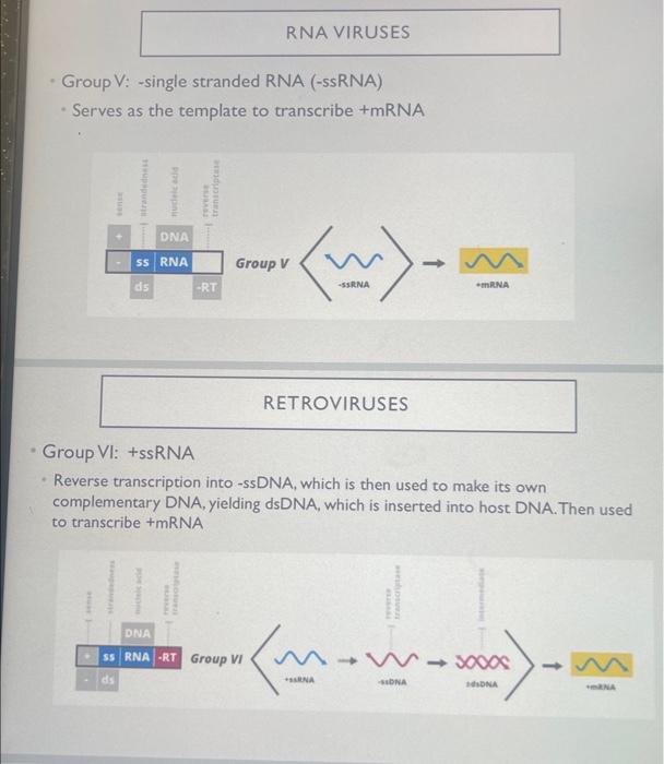 Group Iii Double Stranded Rna Dsrna Mrna Is