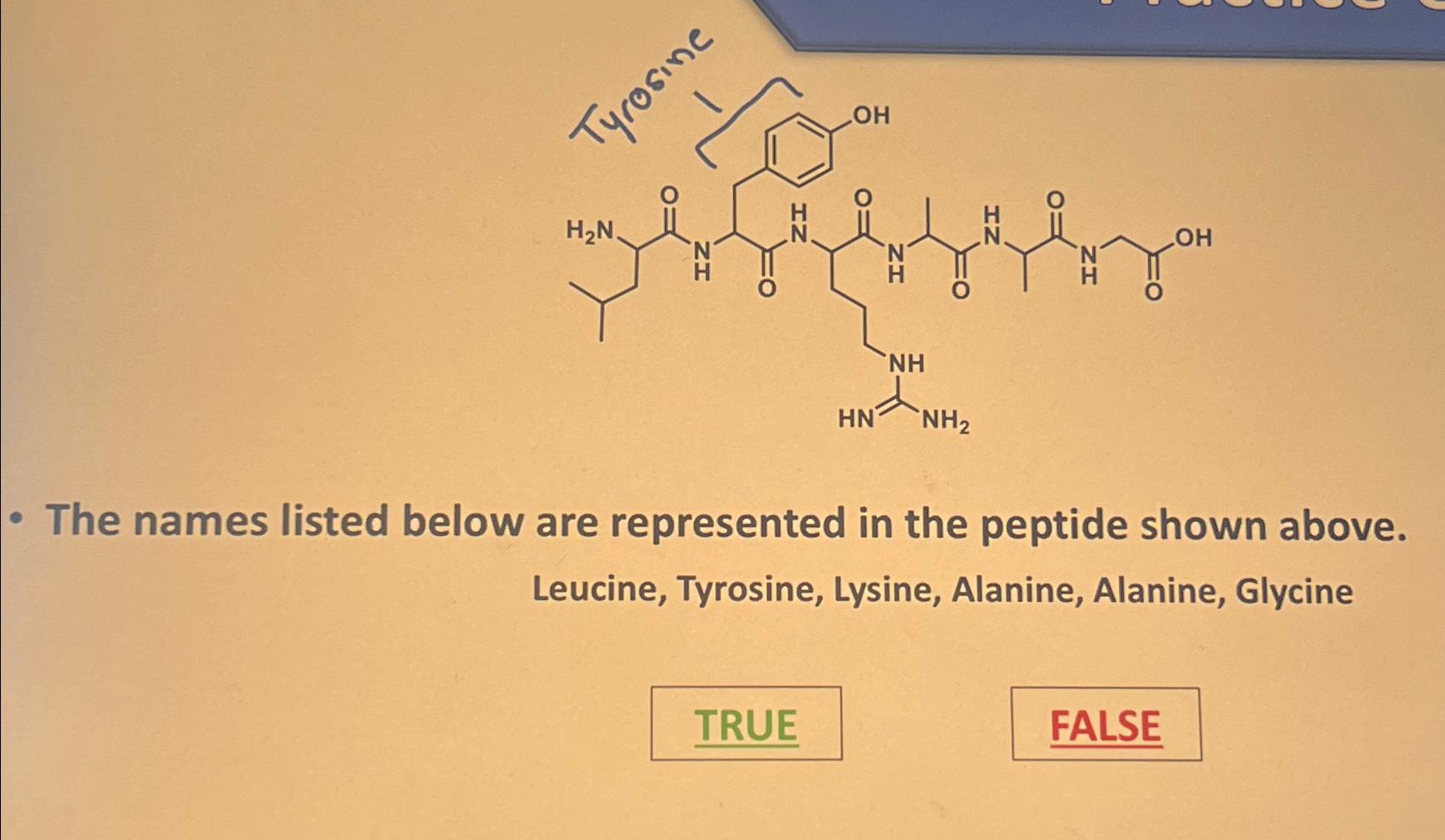 Solved The names listed below are represented in the peptide | Chegg.com