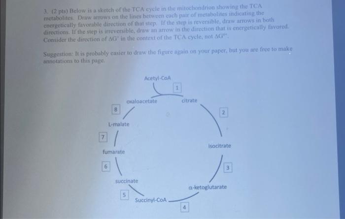 Solved 3. (2pts) Below is a sketch of the TCA cycle in the | Chegg.com