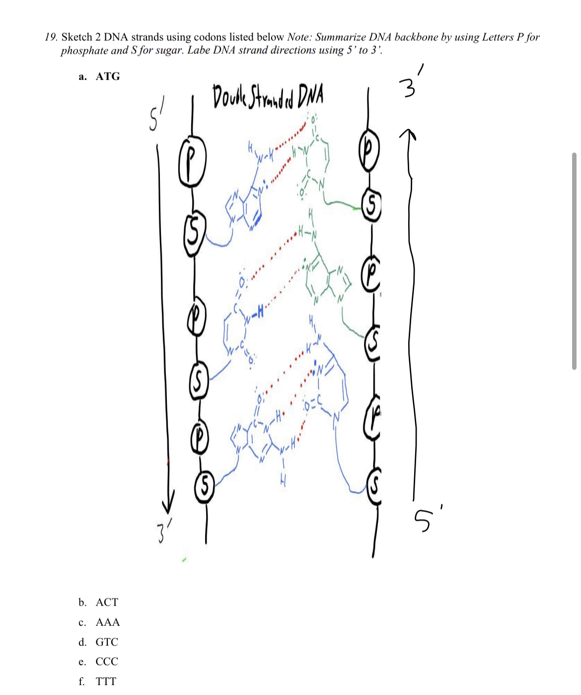 Solved Sketch 2 ﻿DNA strands using codons listed below Note: | Chegg.com
