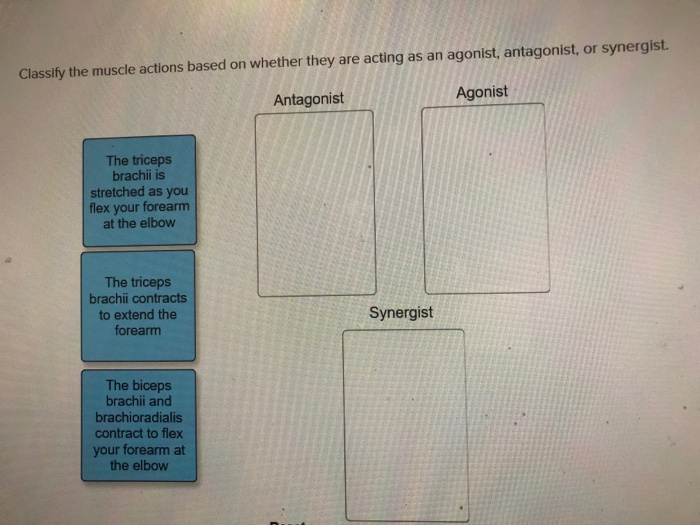 Solved Classify the muscle actions based on whether they are | Chegg.com