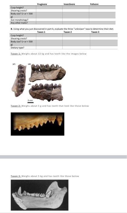 Frugivare Insectivore Folivore Cusp height? Shearing | Chegg.com