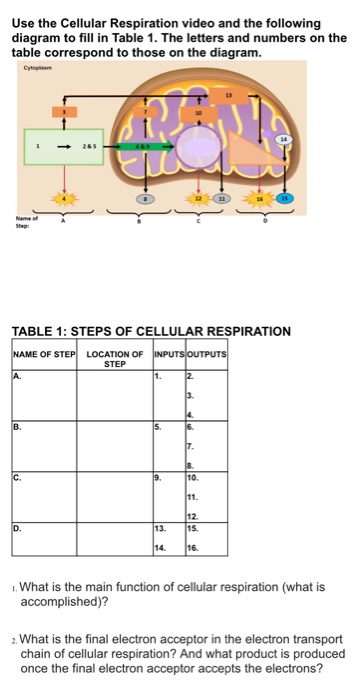 Solved Use the Cellular Respiration video and the following | Chegg.com