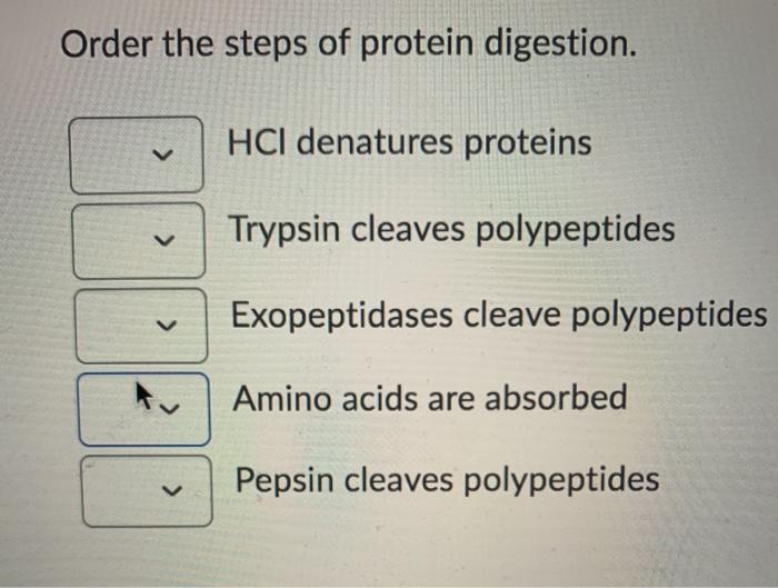 Solved Order the steps of protein digestion. HCl denatures | Chegg.com