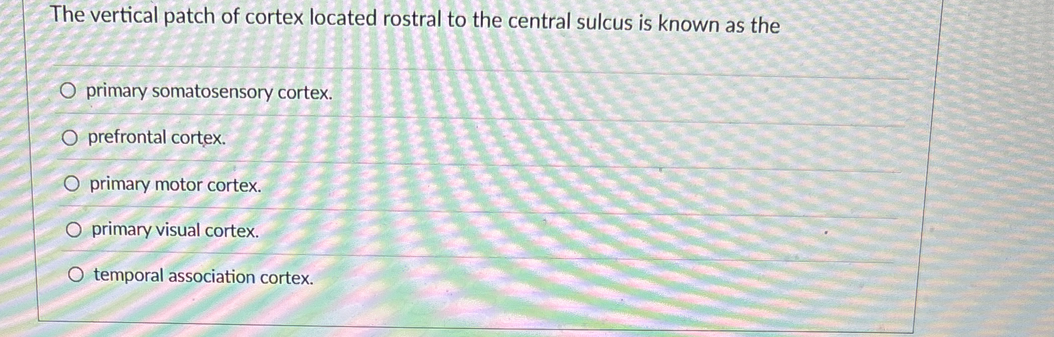 Solved The vertical patch of cortex located rostral to the | Chegg.com
