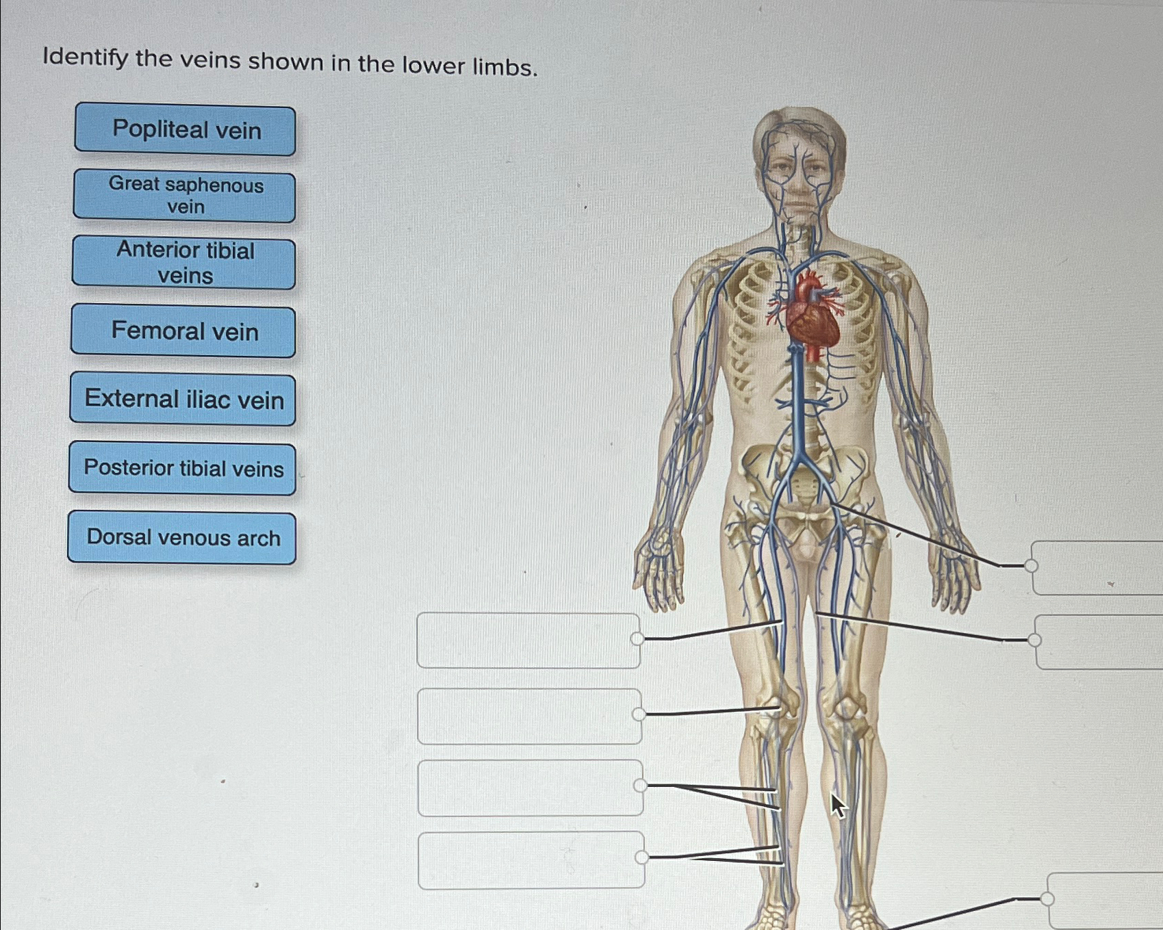 Solved Identify the veins shown in the lower limbs. | Chegg.com