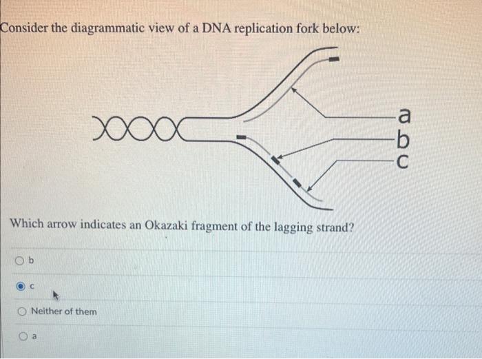 Solved Consider the diagrammatic view of a DNA replication | Chegg.com