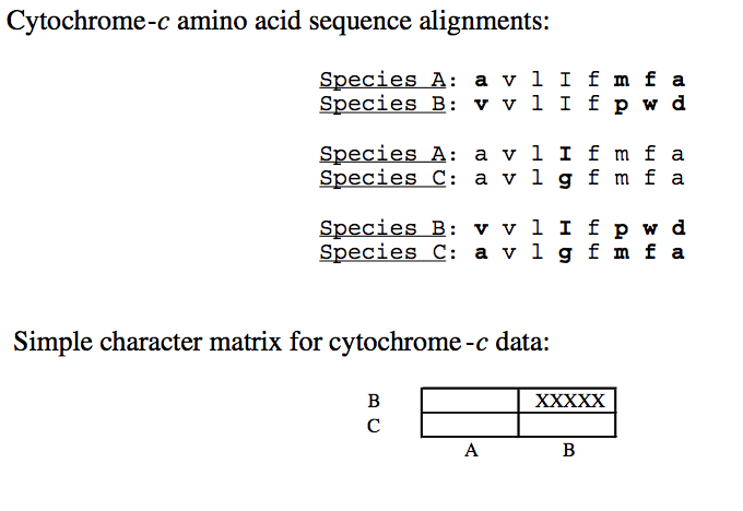 Solved Below you will find the amino acid sequences | Chegg.com