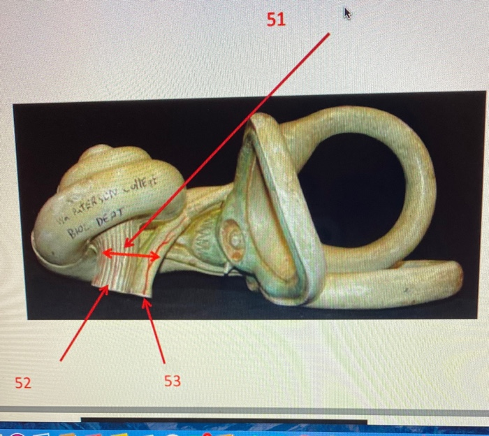 Solved REAL ANATOMY CD 24 REAL ANATOMY CD 25 REAL | Chegg.com