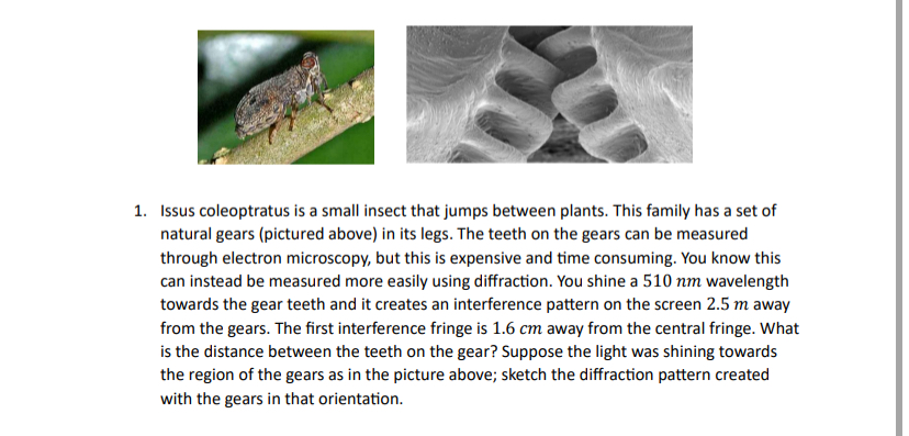 Solved Issus coleoptratus is a small insect that jumps | Chegg.com