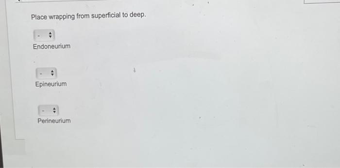 Solved Place wrapping from superficial to deep. Endoneurium | Chegg.com