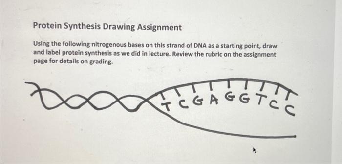 Solved Click on the following link to a drawing of a strand | Chegg.com