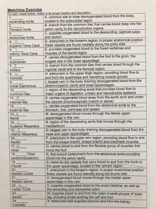Solved 10. Matching Exercise For each vessel below, match to | Chegg.com