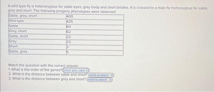 Solved A wild type fly is heterozygous for sable eyes, grey | Chegg.com
