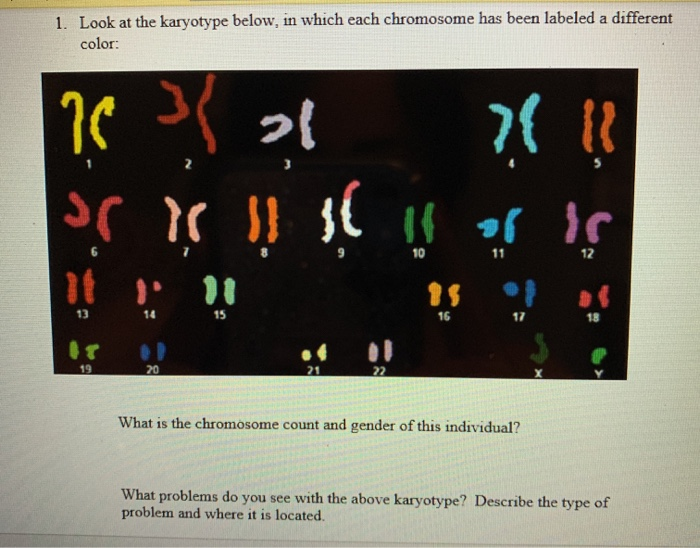Solved 1. Look at the karyotype below, in which each | Chegg.com