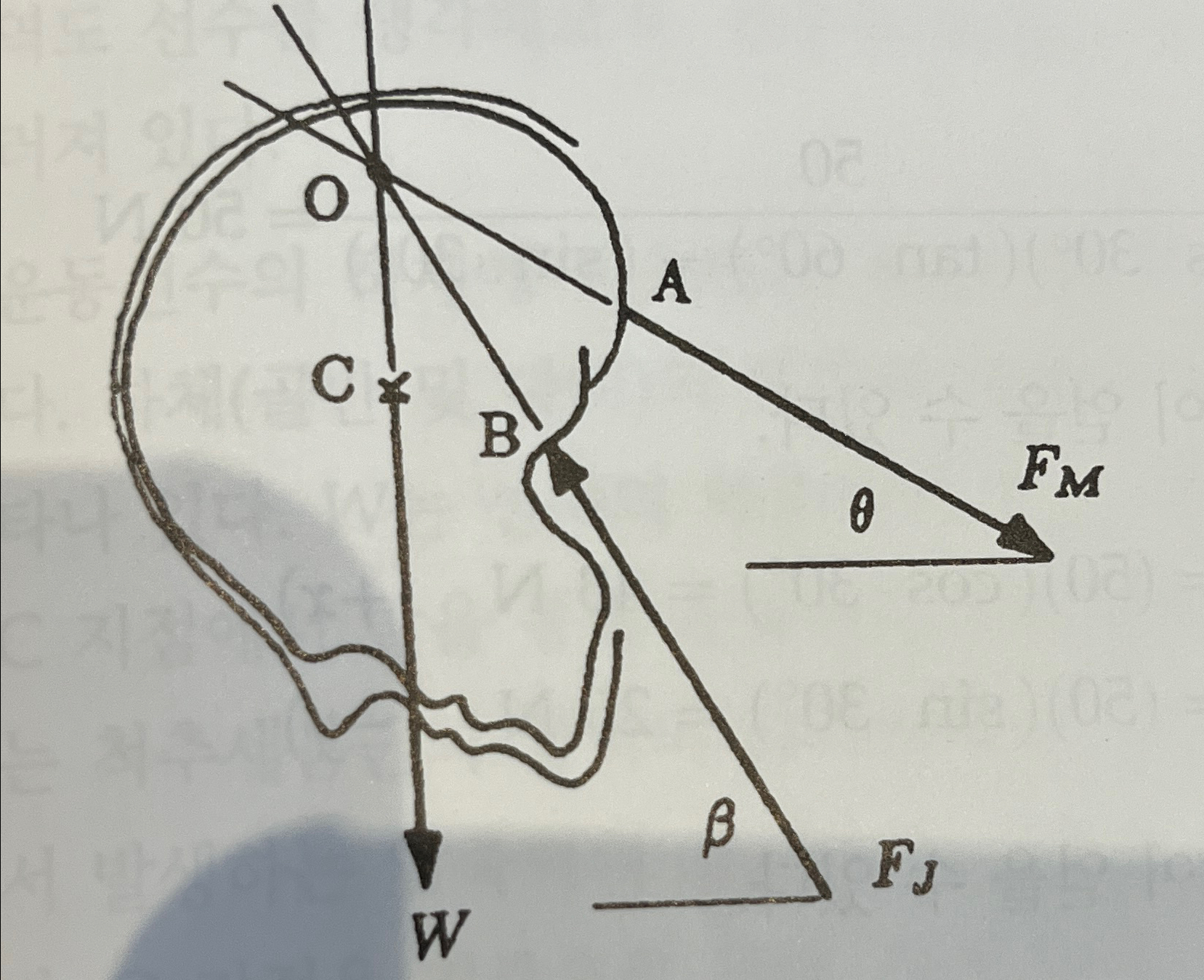 Solved Consider the positions of the head and neck as shown | Chegg.com