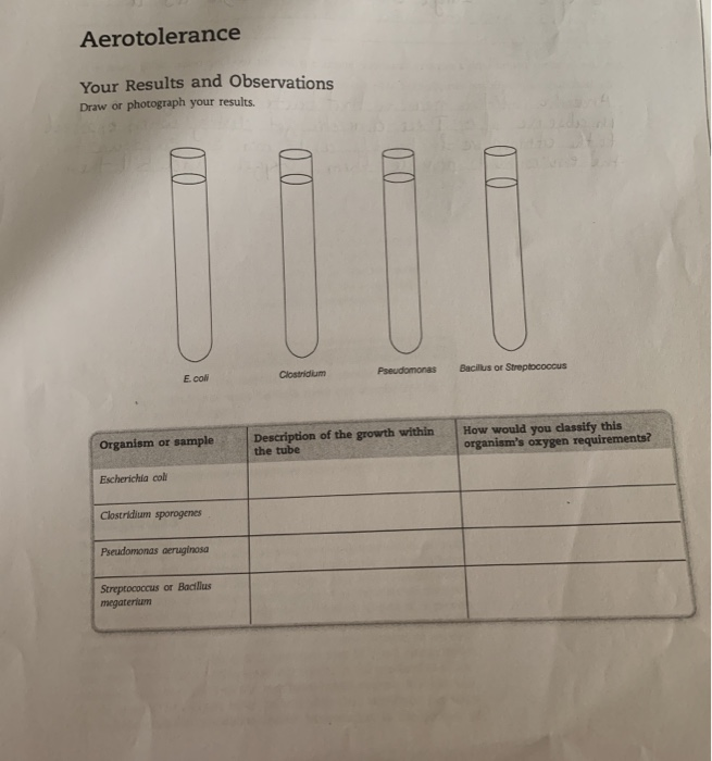 Solved Aerotolerance Your Results and Observations Draw or | Chegg.com
