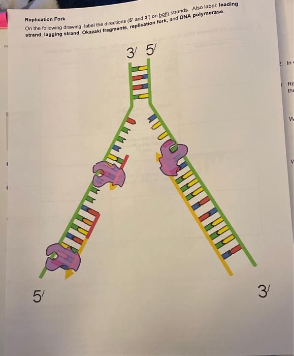 Solved Replication Fork On the following drawing, label the | Chegg.com