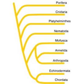 Solved According to this tree, which clade are annelids most | Chegg.com