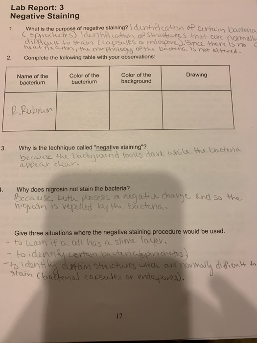 Solved Lab Report. U Bacterial Capsules 1. What was the | Chegg.com