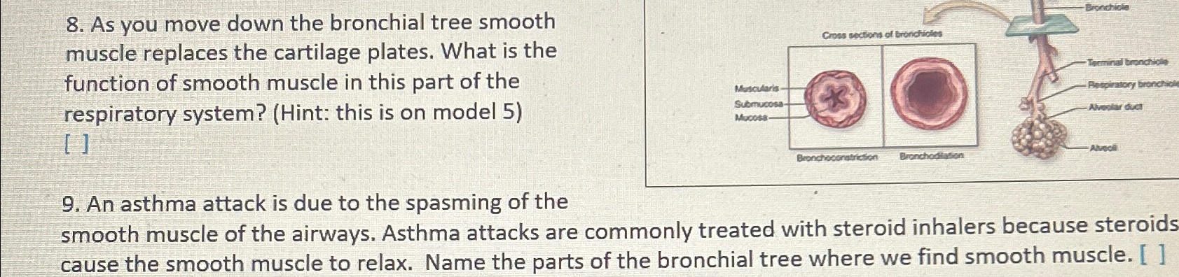 Solved As you move down the bronchial tree smooth muscle | Chegg.com