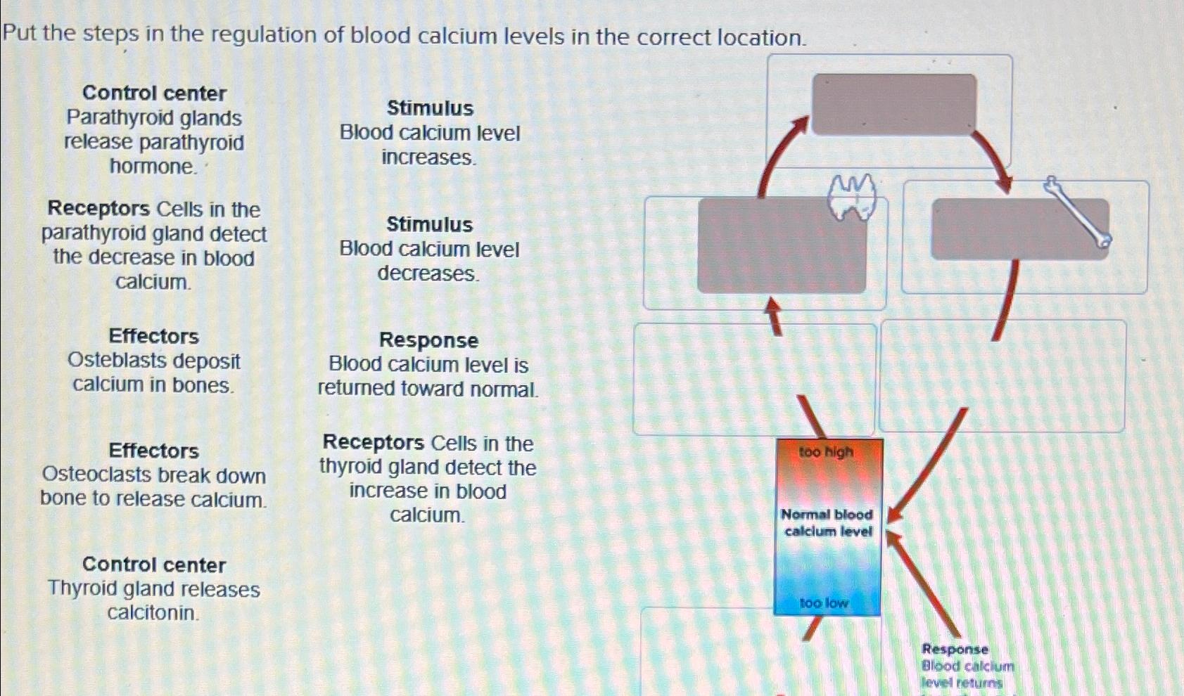 Solved Put the steps in the regulation of blood calcium | Chegg.com