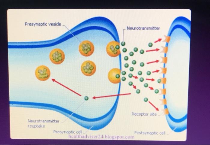 Solved Which part of the neuron is the post-synaptic neuron | Chegg.com