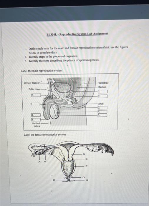 Solved B13361 - Reproductive System Lab Assignment 1. Define | Chegg.com