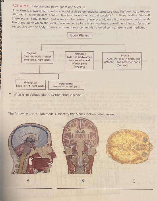 Solved ACTIVITY 8: Understanding Body Planes and Sections A | Chegg.com