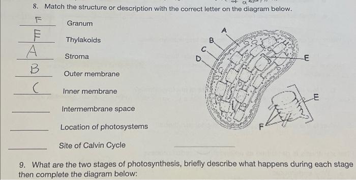 Solved 8. Match the structure or description with the | Chegg.com