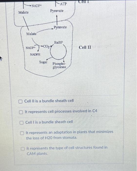 Solved Which of the following statements is true concerning | Chegg.com