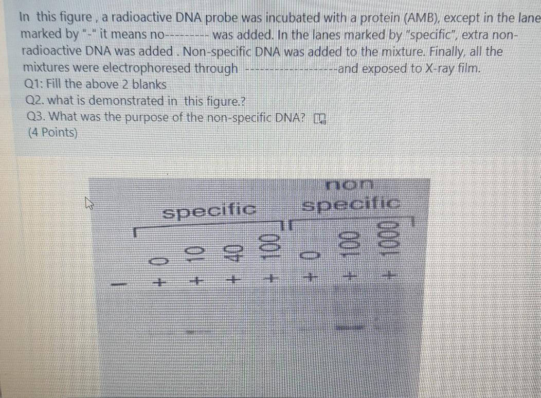 Solved In this figure, a radioactive DNA probe was incubated | Chegg.com