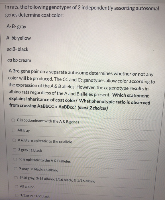 Solved In rats, the following genotypes of 2 independently | Chegg.com