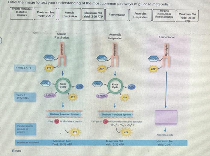 Solved Label the image to test your understanding of the | Chegg.com