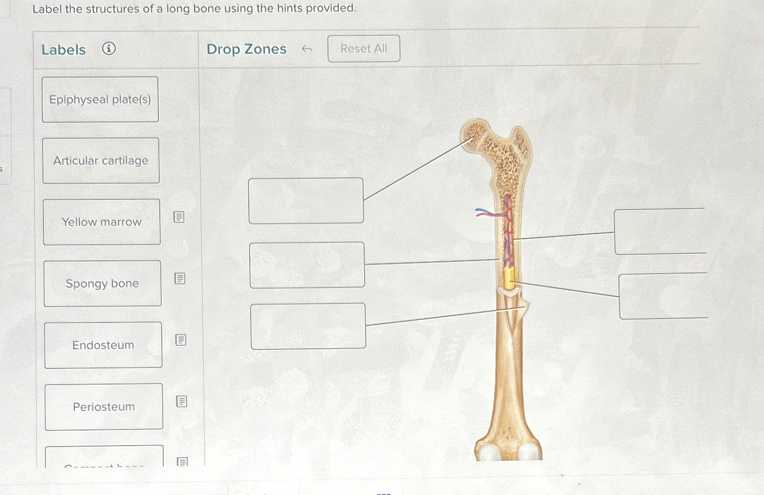 Solved Label the structures of a long bone using the hints | Chegg.com