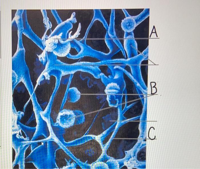 Solved Name structures A. Name structure B. | Chegg.com