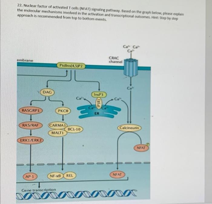 Solved 22. Nuclear factor of activated T cells (NFAT) | Chegg.com