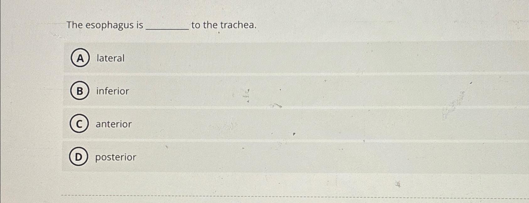 Solved The esophagus is to the | Chegg.com