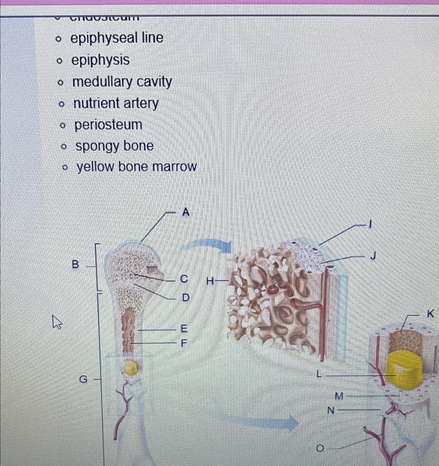 Solved epiphyseal lineepiphysismedullary cavitynutrient | Chegg.com