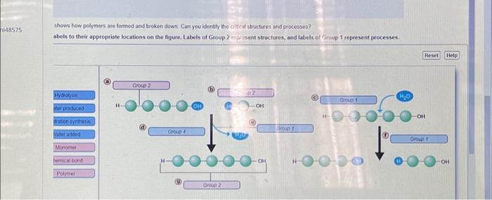 Solved ni48575 shows how polymers are formed and broken | Chegg.com