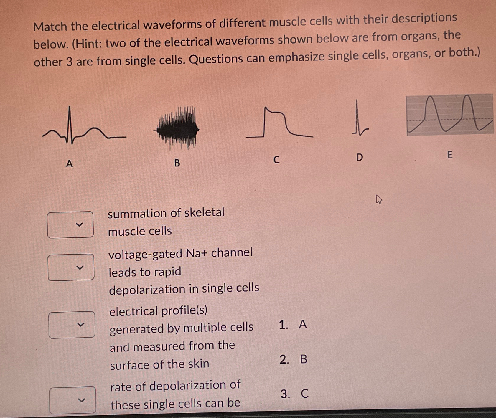 Solved Match the electrical waveforms of different muscle | Chegg.com
