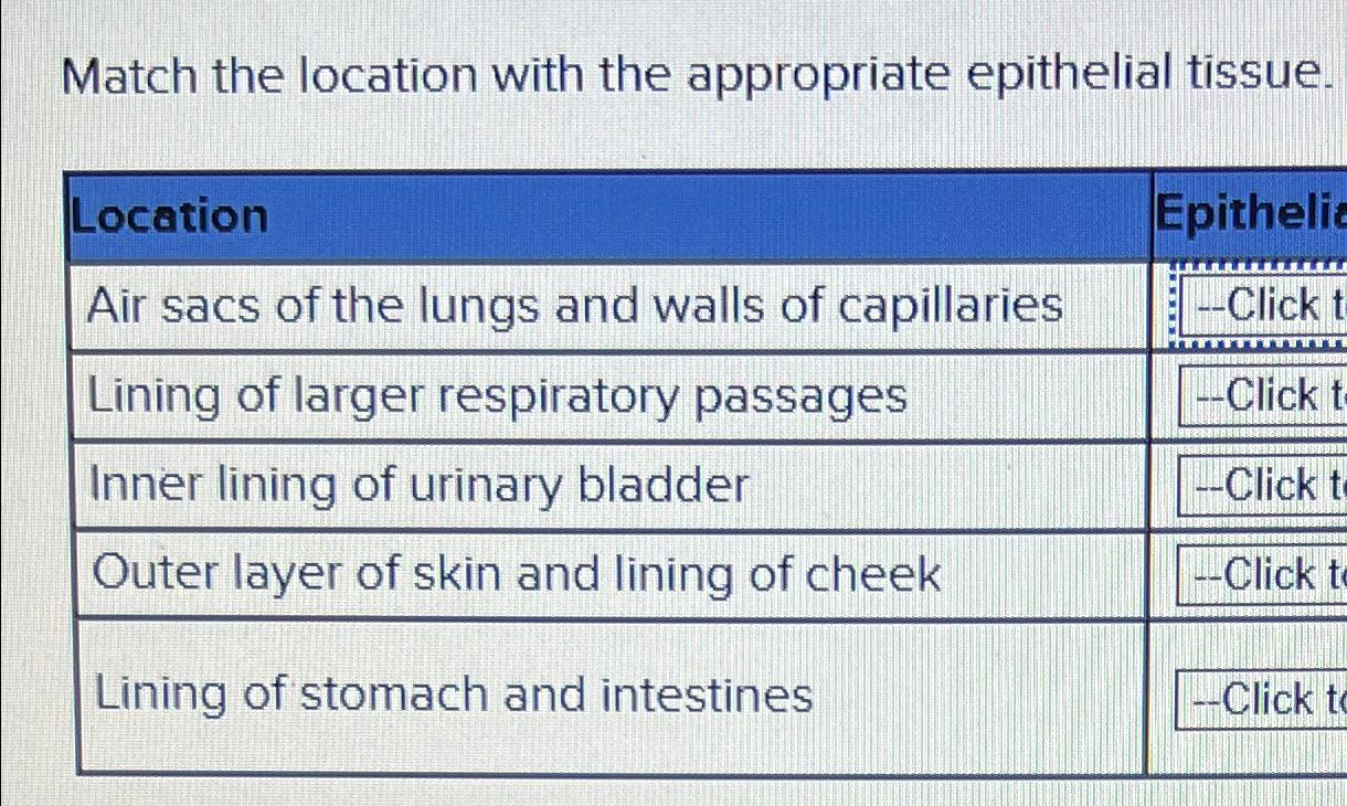 Solved Match the location with the appropriate epithelial | Chegg.com
