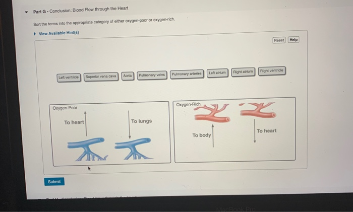 Solved Part G. Conclusion: Blood Flow through the Heart Sort | Chegg.com